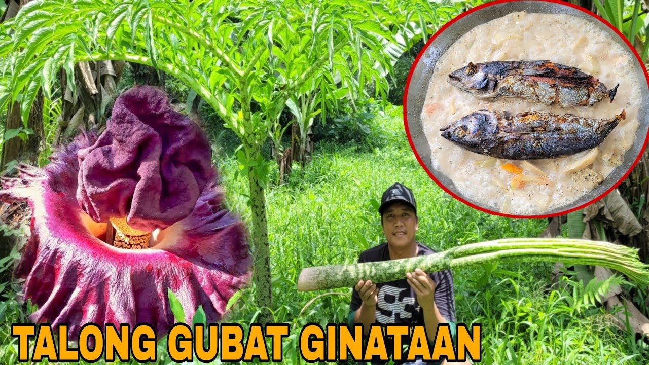 WILD TALONG GUBAT GINATAANG PUNGAPONG NA MAY INIHAW NA ISDA - YouTube