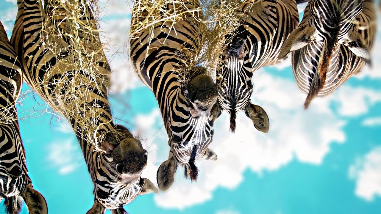 An Unbelievable Encounter: Zebras Walk Over Camera Savannah! (Caught on ...