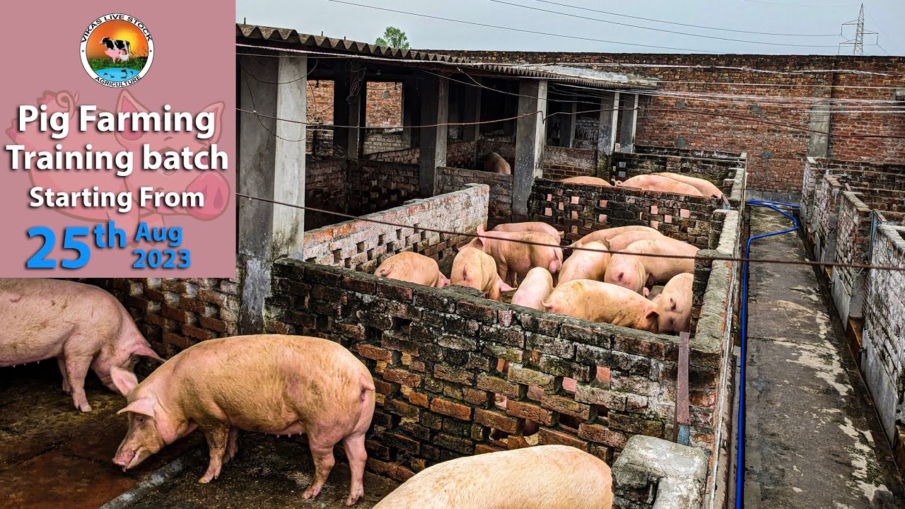 Pig Farm Training Starting From 25 Aug 23 | Saharanpur Uttar Pradesh ...