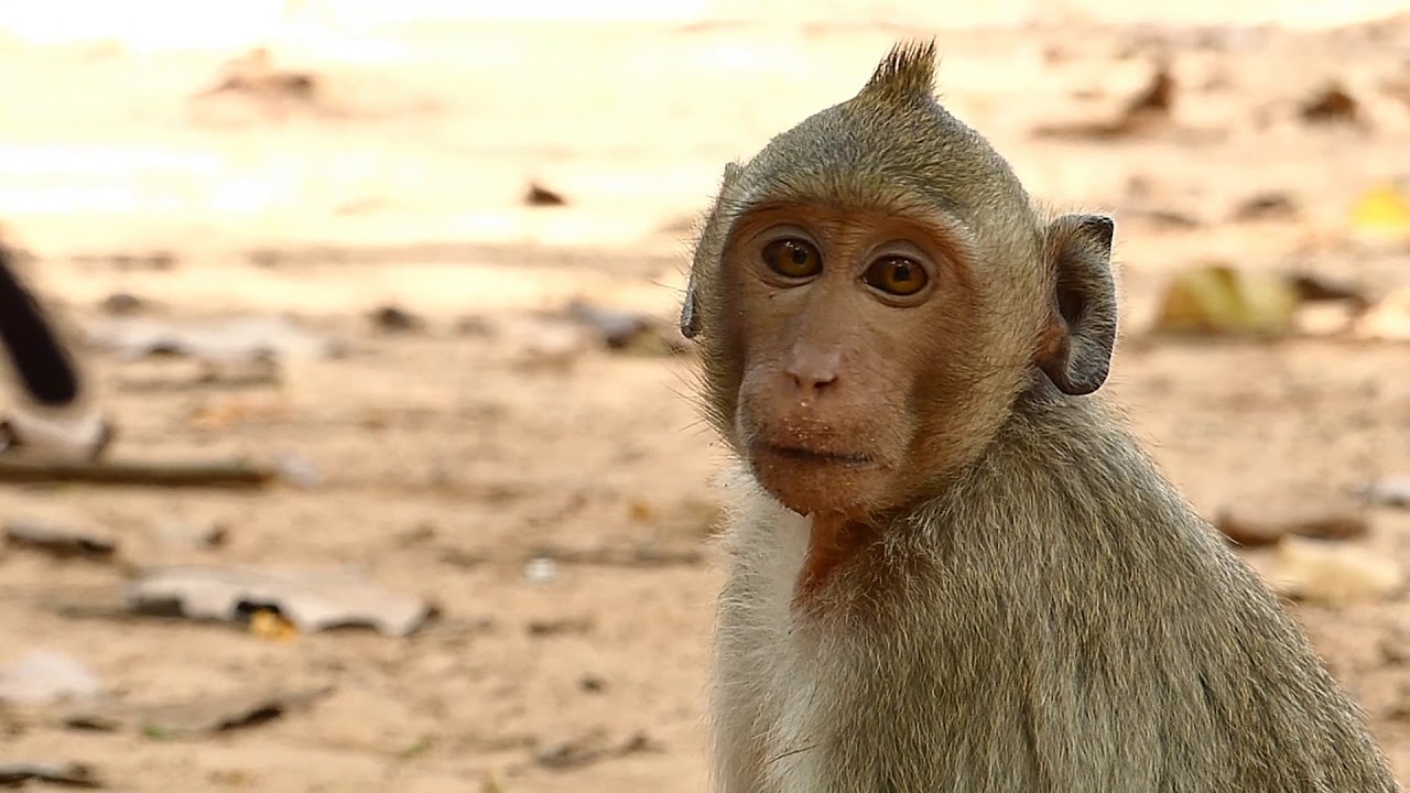 Poor Monkey Janet Hungry | Who Give Food Janet - YouTube