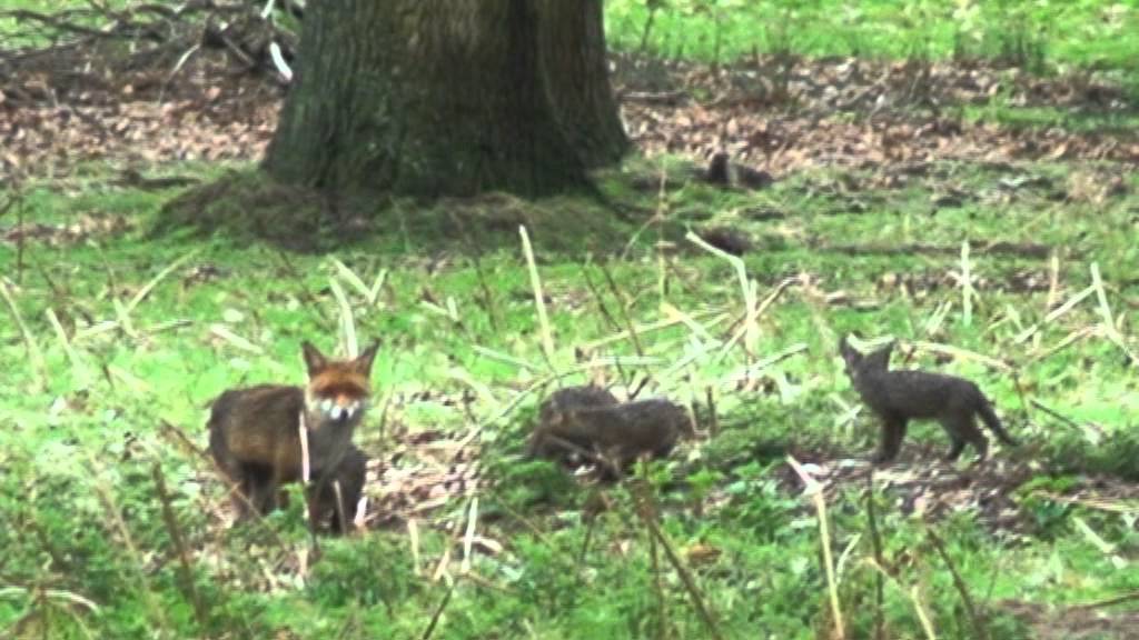 Fox and cubs in Richmond Park - YouTube