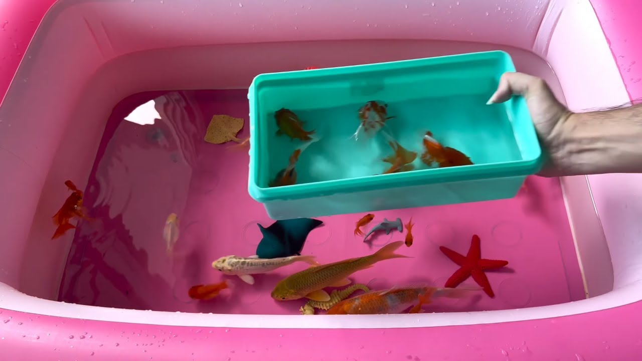 Colorful Surprise fish, Duck, Ducklings, Lobster, Snake, Koi Fish, Frog ...