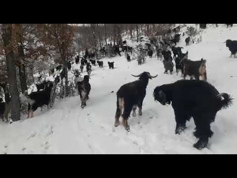 TOKAT'TA KEÇİ SÜRÜSÜ