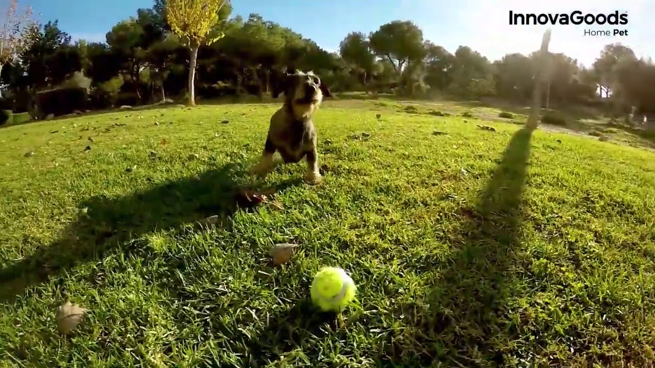 Home Pet Dog Ball Stomper - YouTube