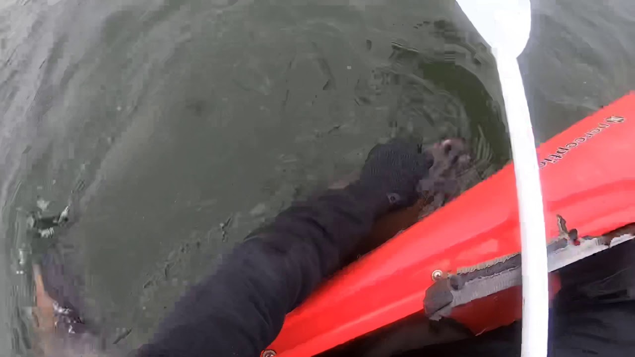 Gopro: Seal Play - YouTube