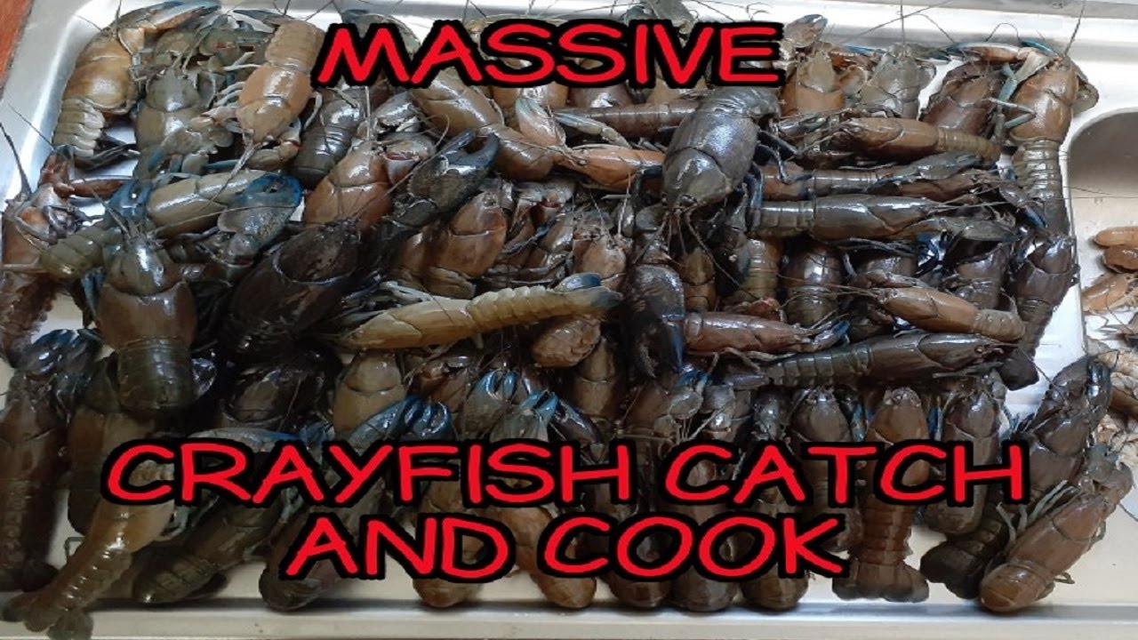 CATCH CLEAN COOK Fresh water crayfish - YouTube