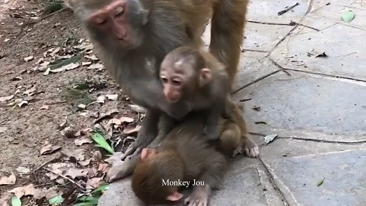 Baby monkey Jou stuck body with rock Jou so mart to solve this problem ...