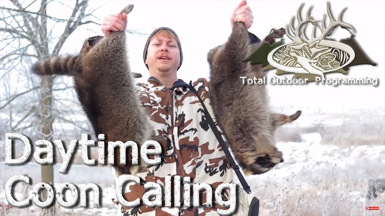Daytime Coon Calling Tips - Hunting Raccoons with an electronic ...