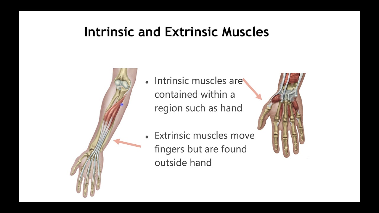 Intrinsic And Extrinsic Muscles Of The Hand Intrinsic Hand Muscles