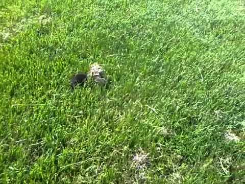 Baby Gopher / Groundhog or Fully Grown Rat at the Golf Course - YouTube