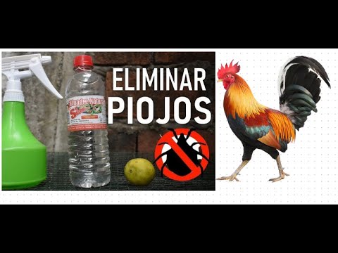 Como cuidar a tus pollos y gallos - YouTube