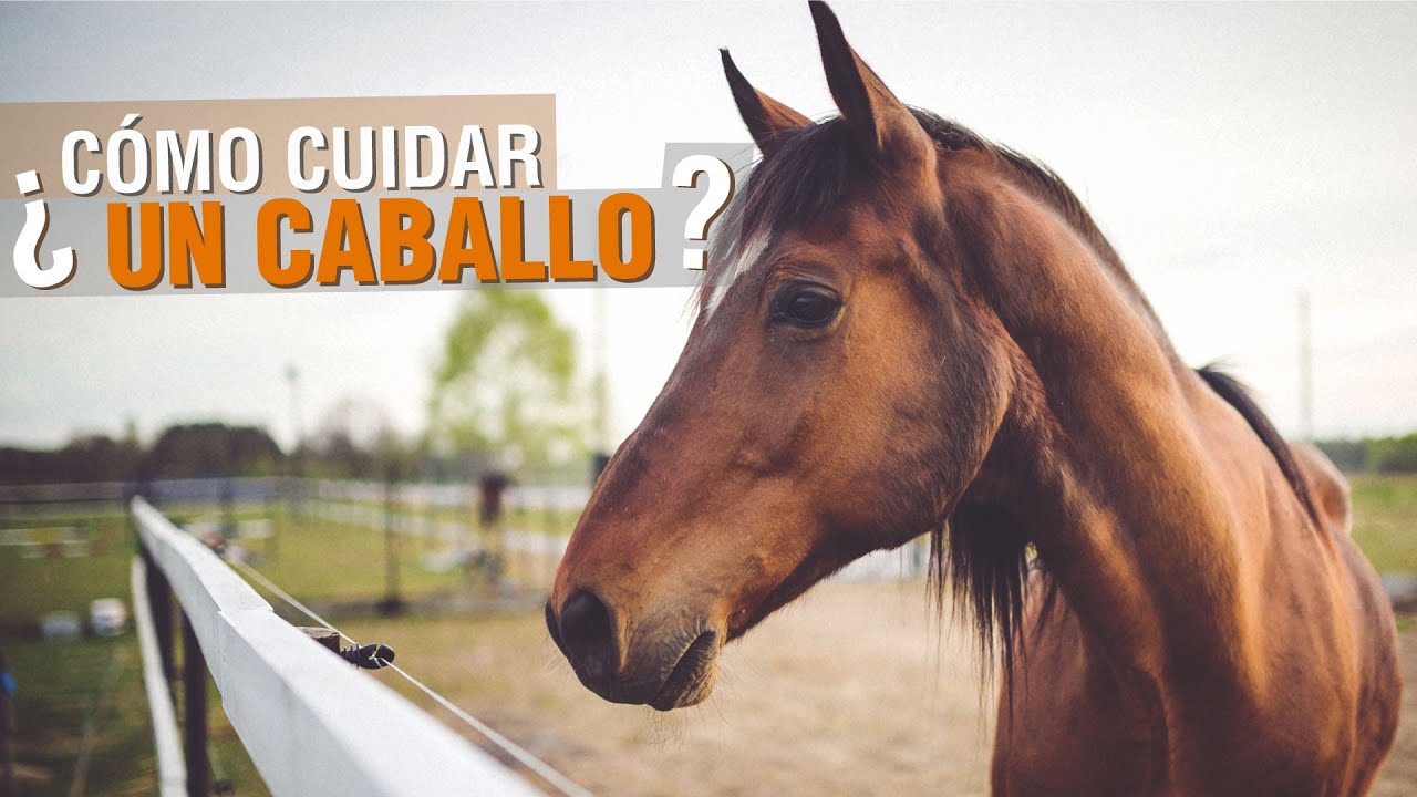 ¿Cómo cuidar y herrar UN CABALLO? | Videos de Caballos - YouTube