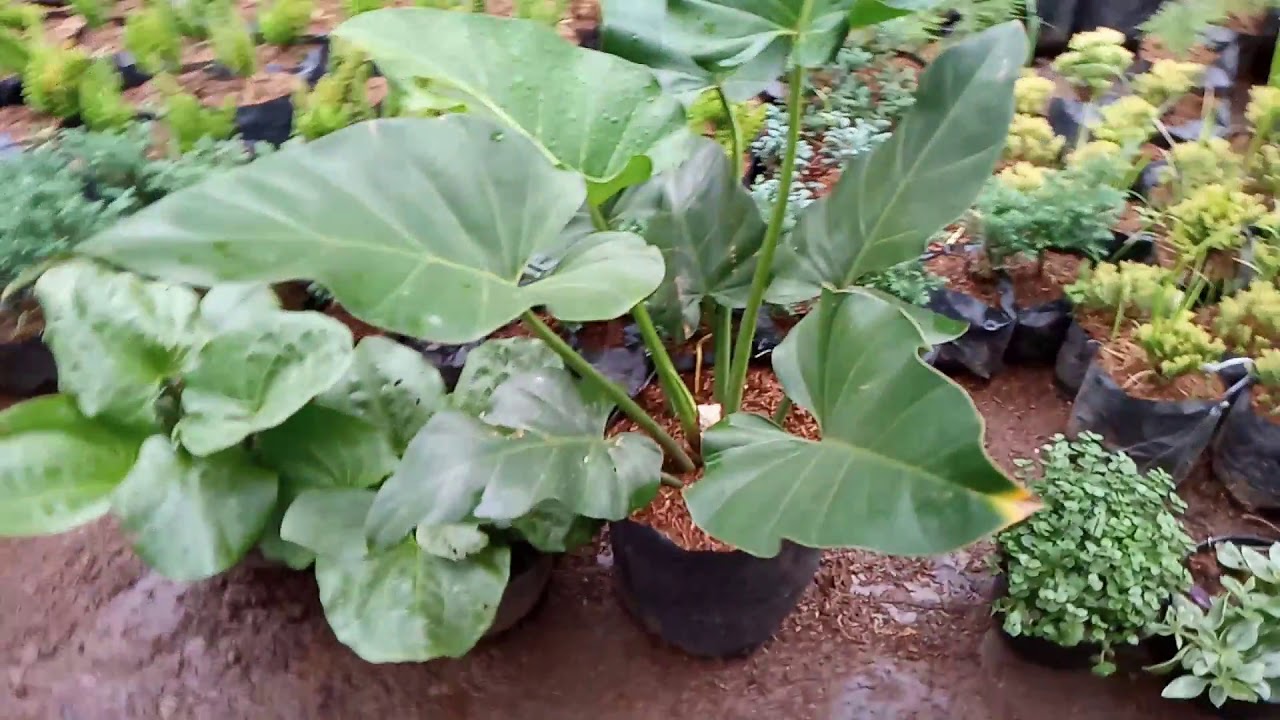 Tanaman hias indoor philo marble Philodendron marble - YouTube