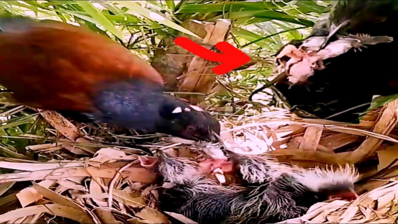 Greater coucal Birds bring rat meat to feed their babies at the nest# ...
