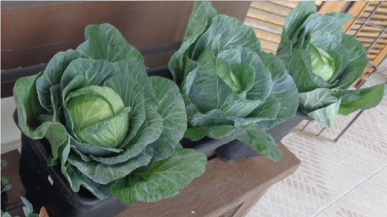 Como cultivar Repolho da forma mais simples em pequenos espaços! - YouTube