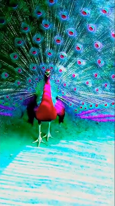 Beautiful Peacock🦚 Peacock Sound Heavy Rain🦚 Peacock Dance Video🦚