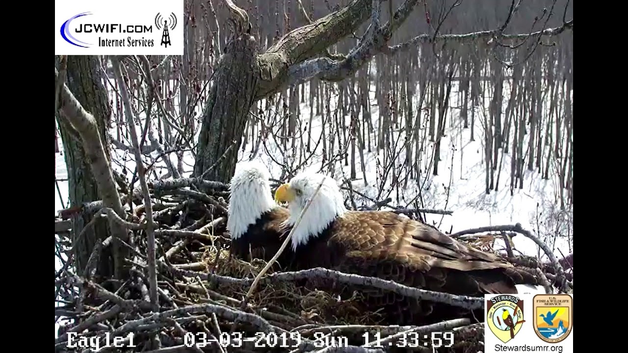 IL Trio Eagles: Starr's Long Cuddle with Valor 1 3-3-19 - YouTube
