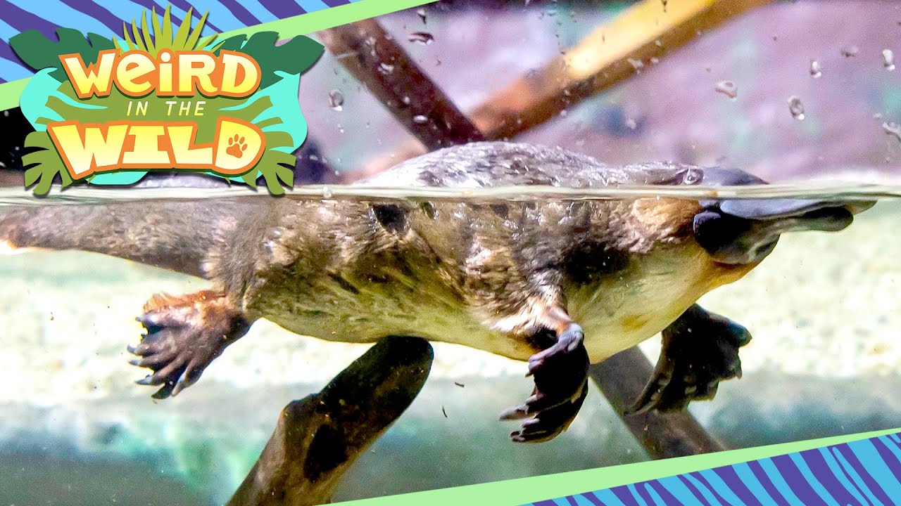PLATYPUS: The Weirdest Animal on Earth | WEIRD IN THE WILD - YouTube