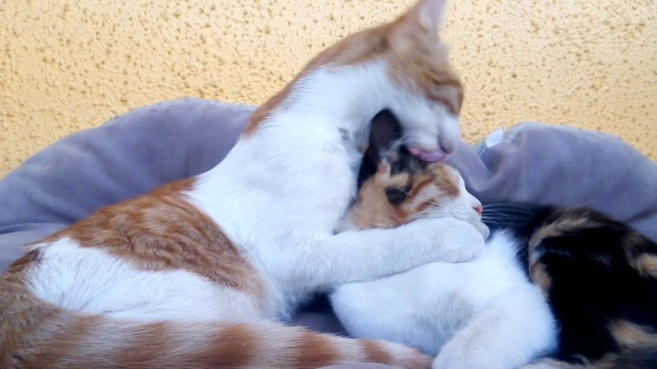 Gatitos bañándose - YouTube