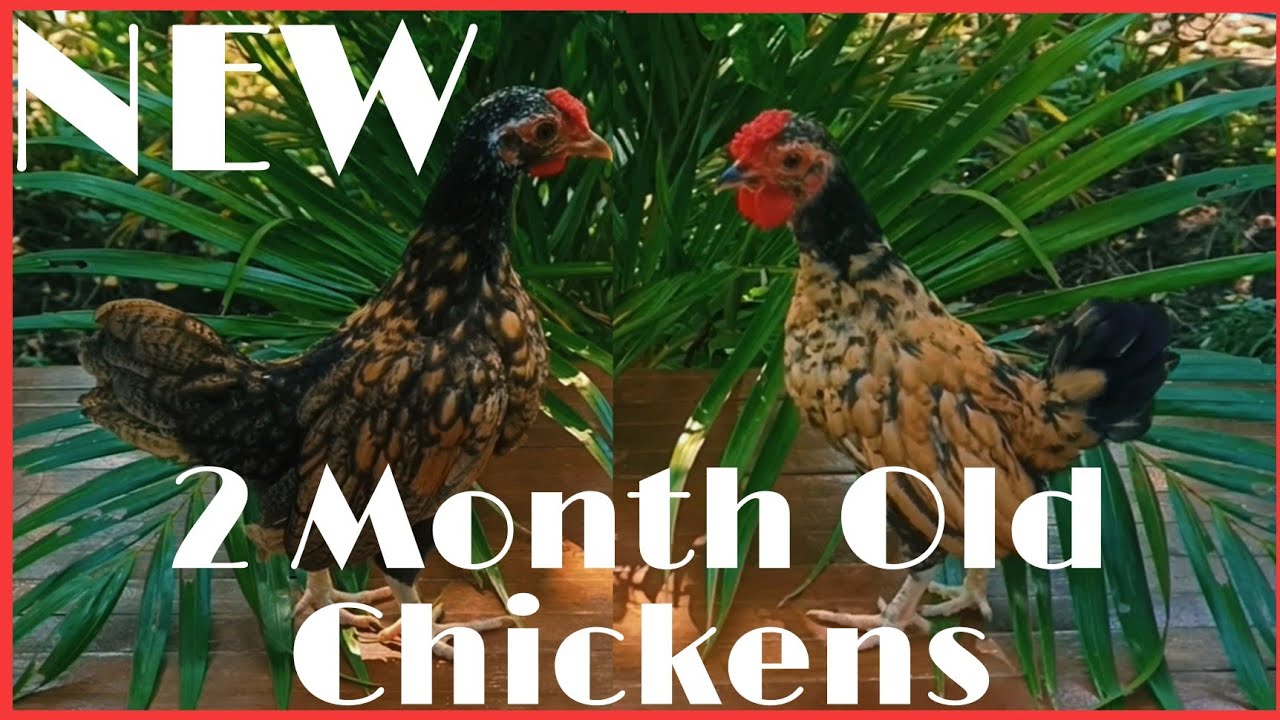 2 Month Old Chickens|#bantam - YouTube
