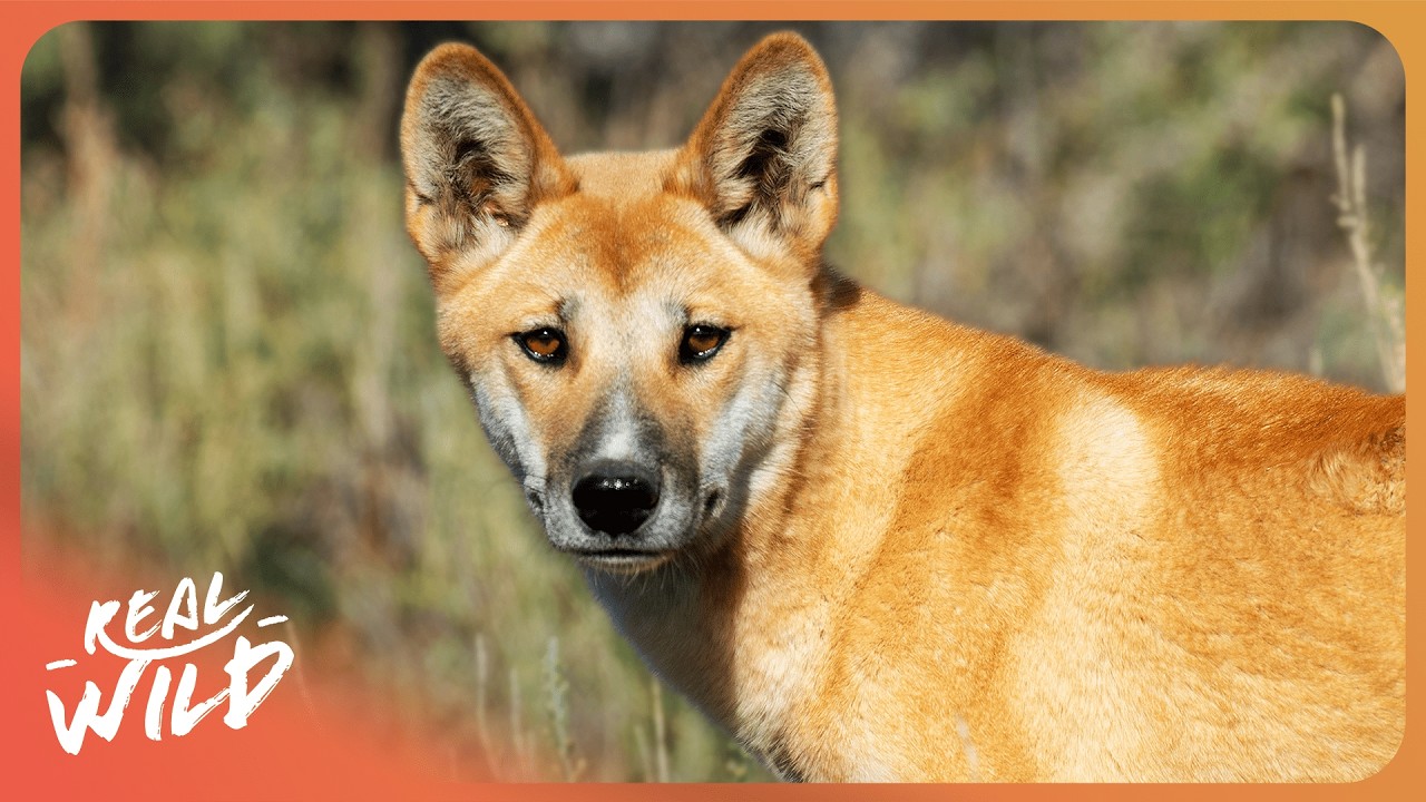 From Puppy to Apex Predator: How Dingos Survive in The Wild - YouTube