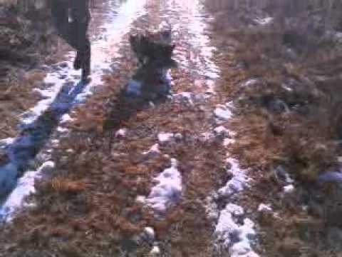 vanatoare de vulpi - YouTube