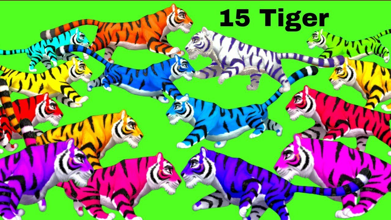 How Download Green Screen Animal ! 10 Multiple Colors Tiger Video ! HD ...