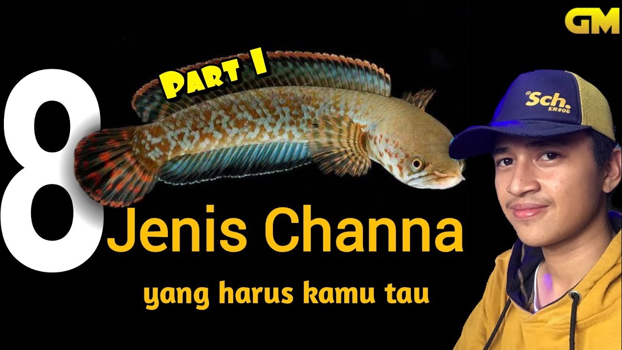 8 Jenis Channa Terpopuler yang harus kamu tau - YouTube