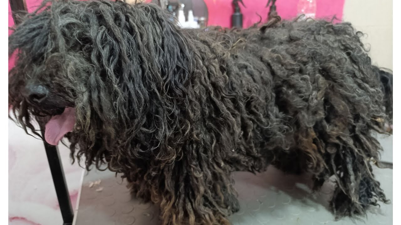 Hungarian Puli in Distress: The Battle with Matted Fur and ...