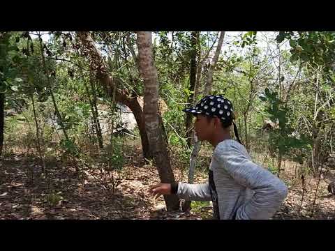 Bocah ngapak kebelet eek 😀😀