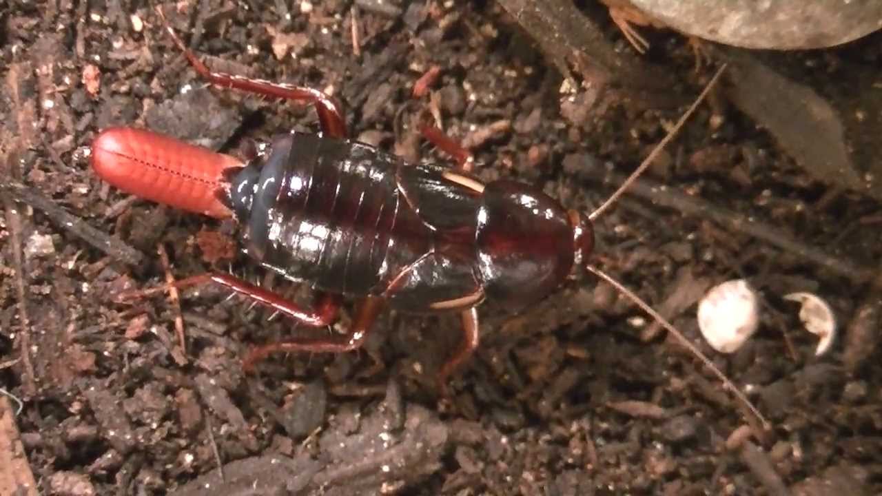 Turkistan Roach with Egg Capsule - YouTube