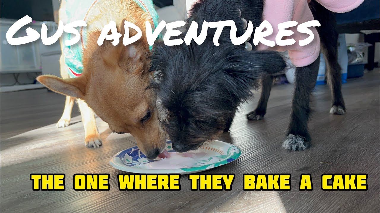 2 chihuahua mix pups & a Frenchie help bake a birthday cake! - YouTube