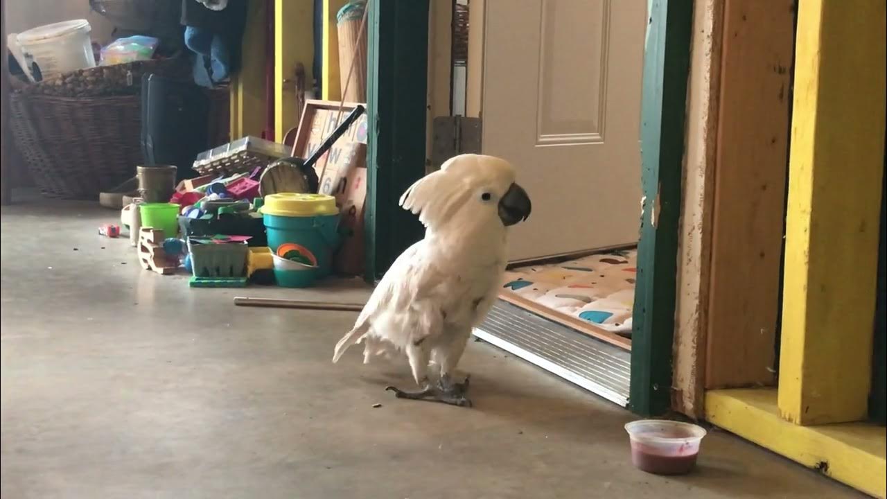 Cockatoo uninterested in helping Mom clean - YouTube