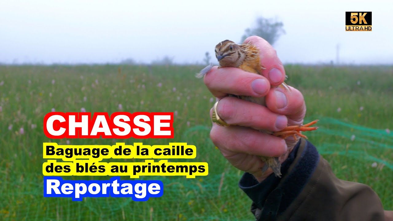 CHASSE : Baguage de printemps des cailles des blés sur le plateau du ...