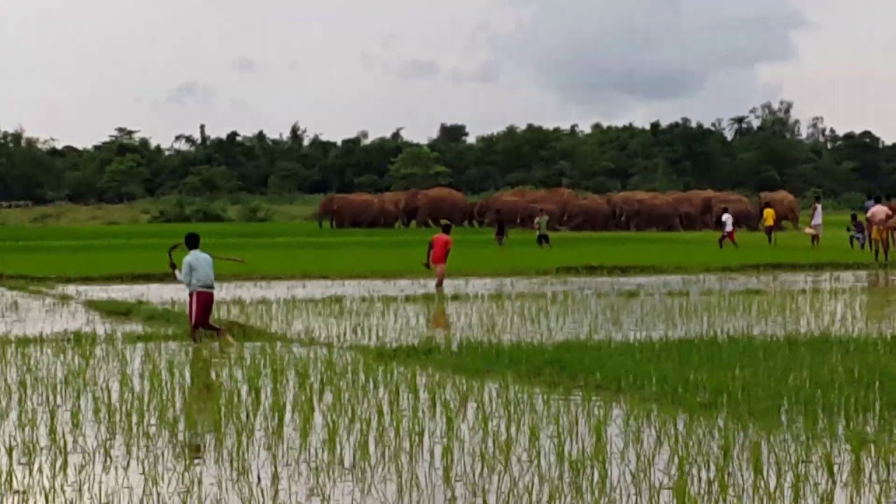 Wild elephant at Binpur. (Jhargram). - YouTube
