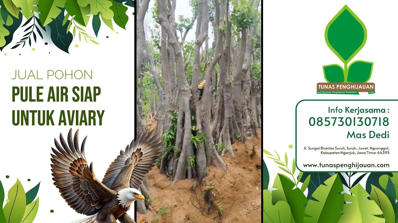 Jual Pohon Pule Air Lingkar Besar Harga Termurah - YouTube