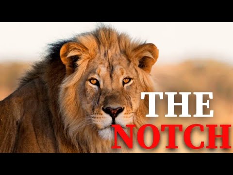THE NOTCH BROTHERS : AFRICA'S MOST FEARED LION COALITION - YouTube
