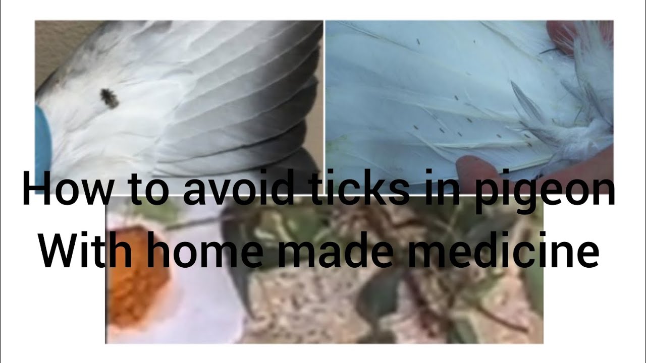 how to avoid ticks in pigeon with homemade medicine🤔 - YouTube