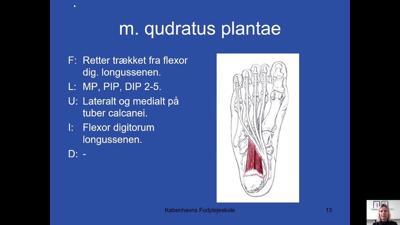 Fodens muskler del 2 af 2 - YouTube