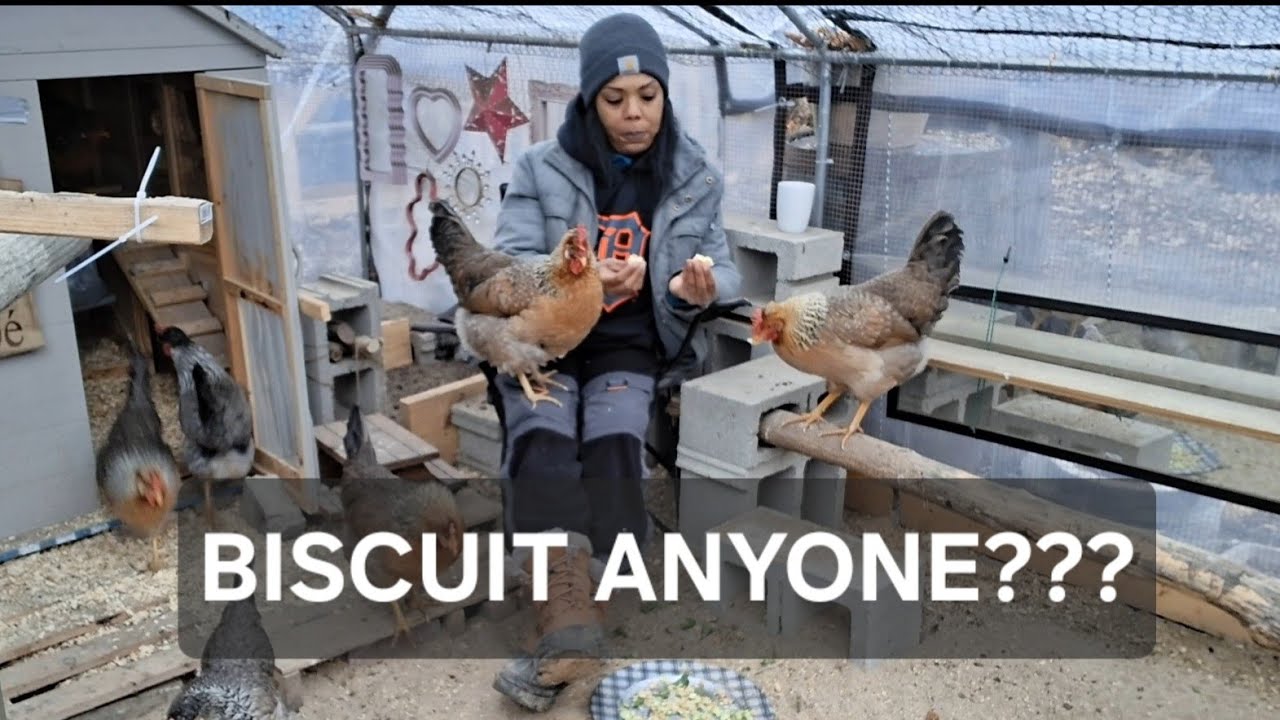 🐟Eating Buscuits With My Chickens & Trying Tuna For The First Time!!! # ...