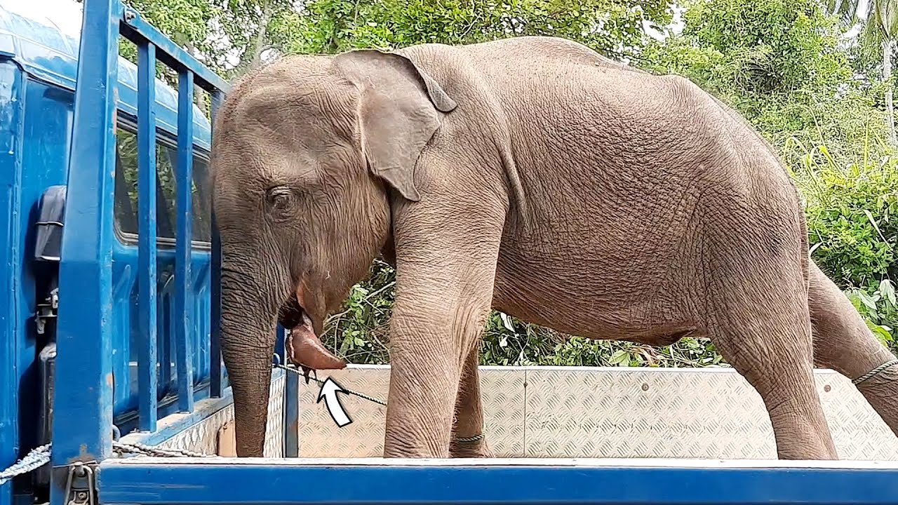 Horrific jaw exploder made the Elephant suffer with hanging tongue and ...