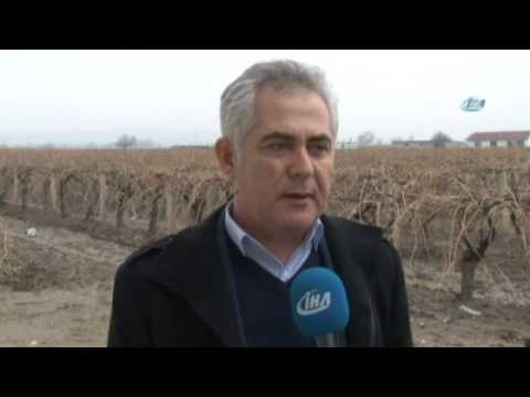 Okul Üzümü Projesi hem çiftçinin hem de öğrencinin yüzünü güldürdü