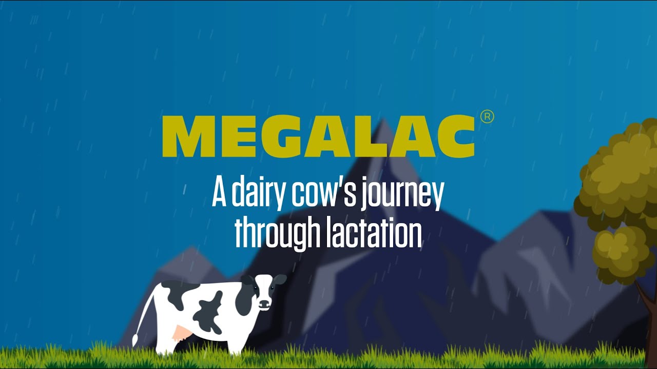 Megalac: A dairy cow's journey through lactation - YouTube