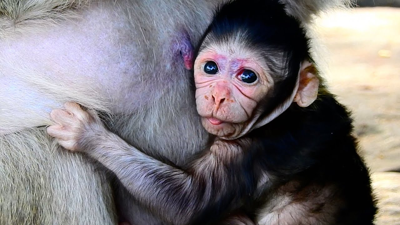 Adorable, Newborn baby monkey trying hug mom monkey, Baby monkey need ...