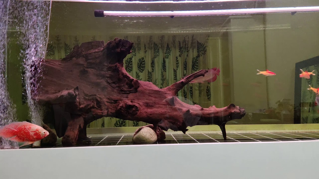 Longfin blood red albino oscar and Gold Denison Barb, new arowana ...