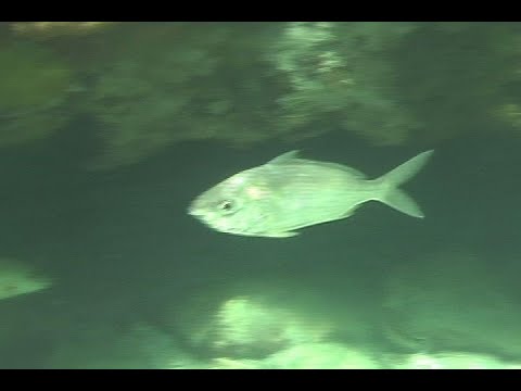 くろさぎ Japanese Silver Biddy 黃腹銀鱸 - YouTube