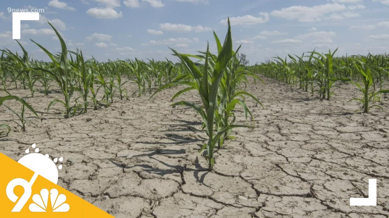 What do drought conditions do to plants? - YouTube