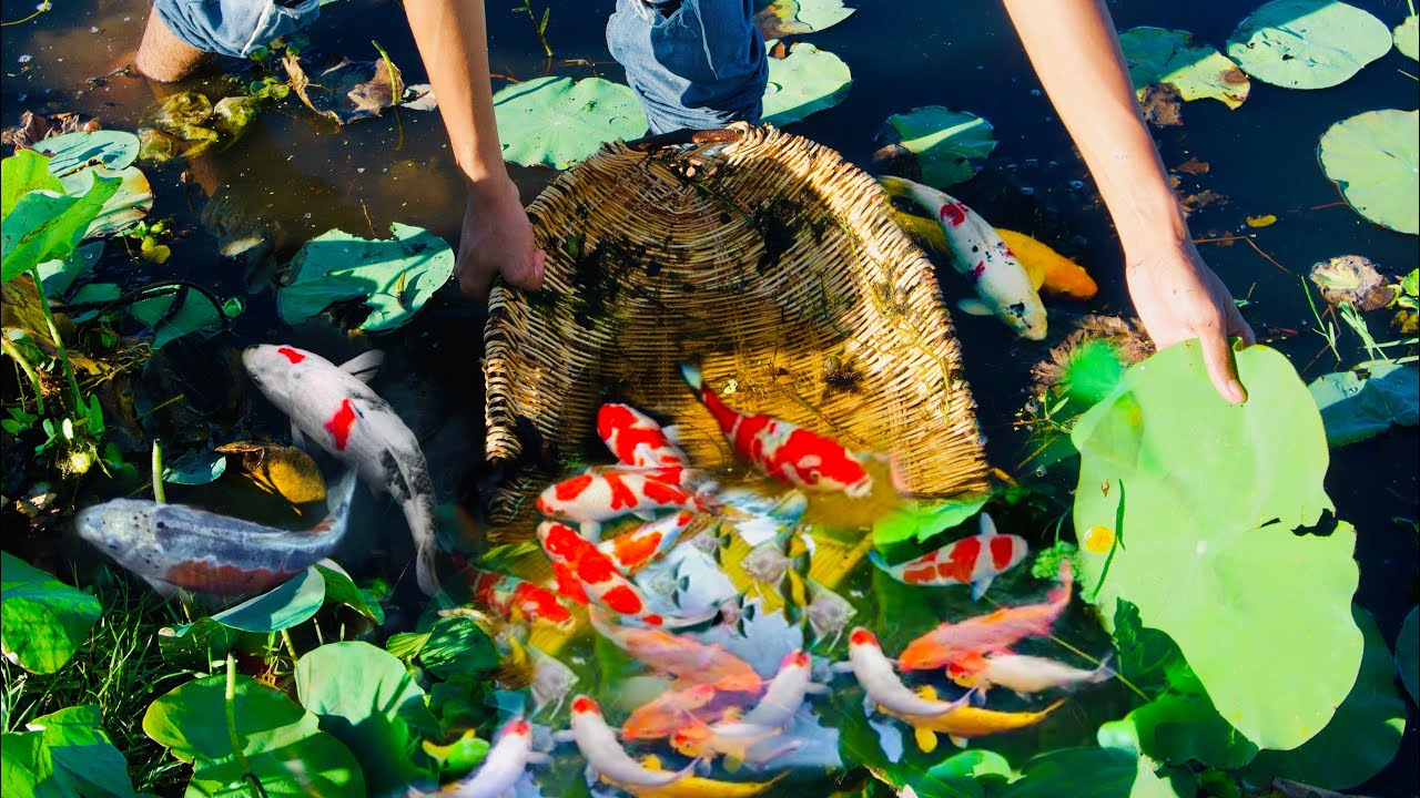 Top Amazing Catching Koi Fish And Angle Fish In Beautiful Lake - YouTube