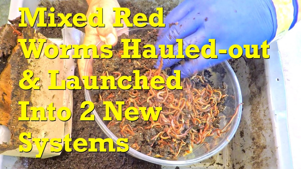 Two new mixed red worm bins launched w haul-out from 'twine bedding ...