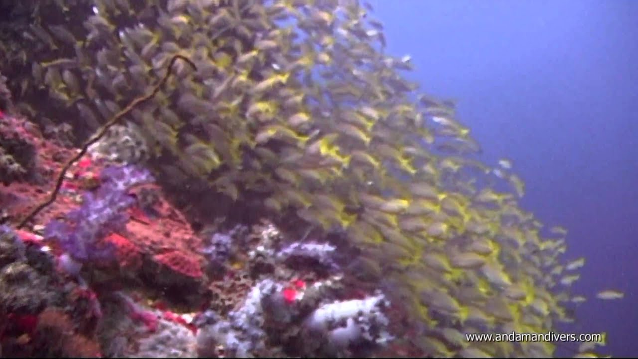 10/10 Scuba Diving in Burma (Myanmar) ดำน้ำในพม่า - YouTube